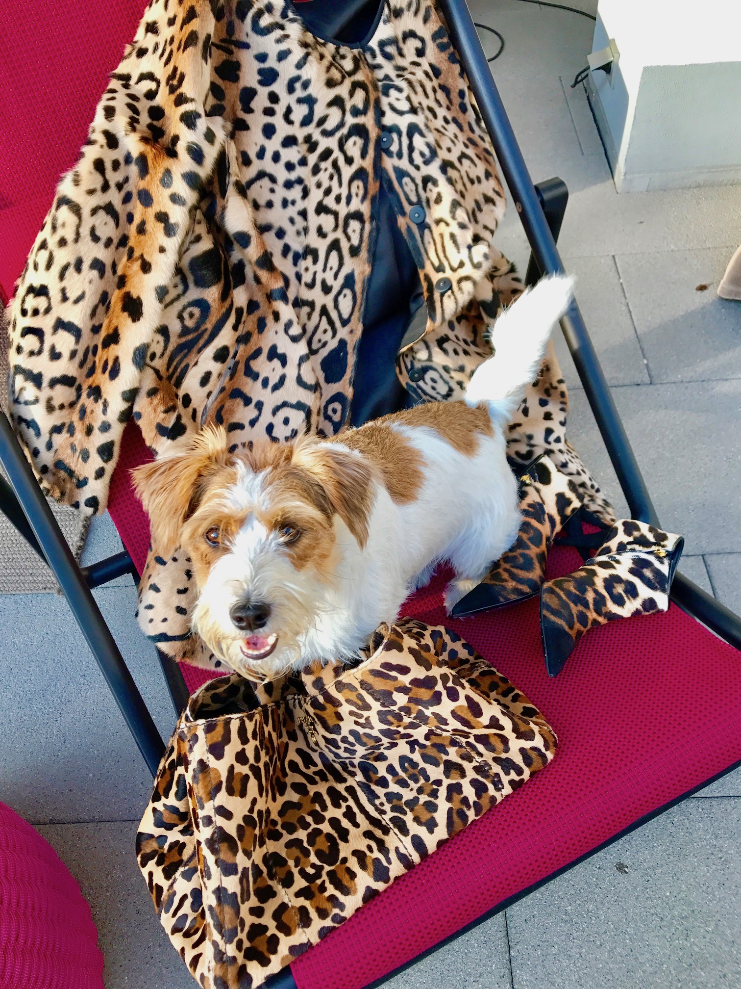 Leo Mode oder Wildfang – RUSTY THE DOG