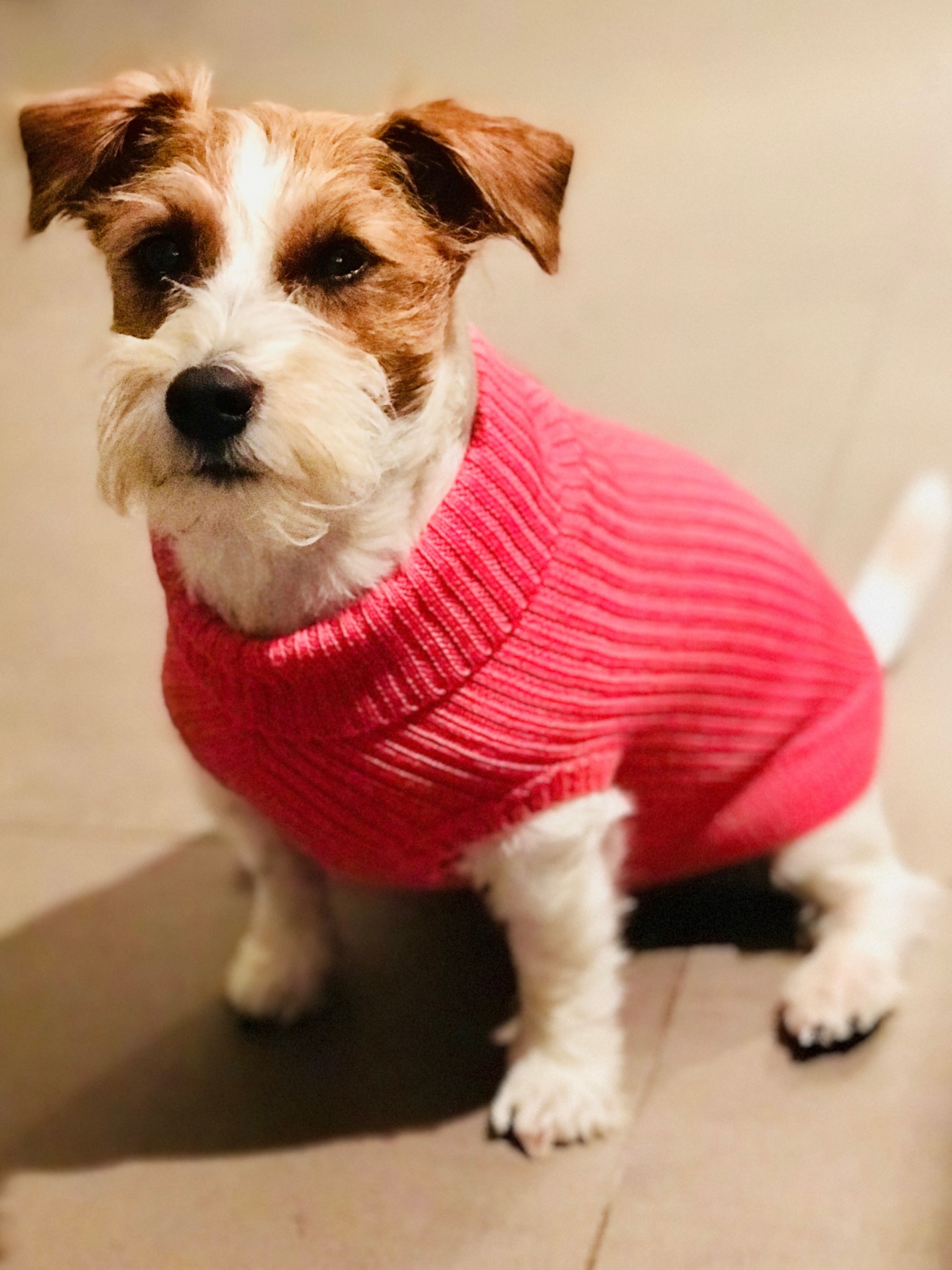 Cruise Collection – RUSTY THE DOG