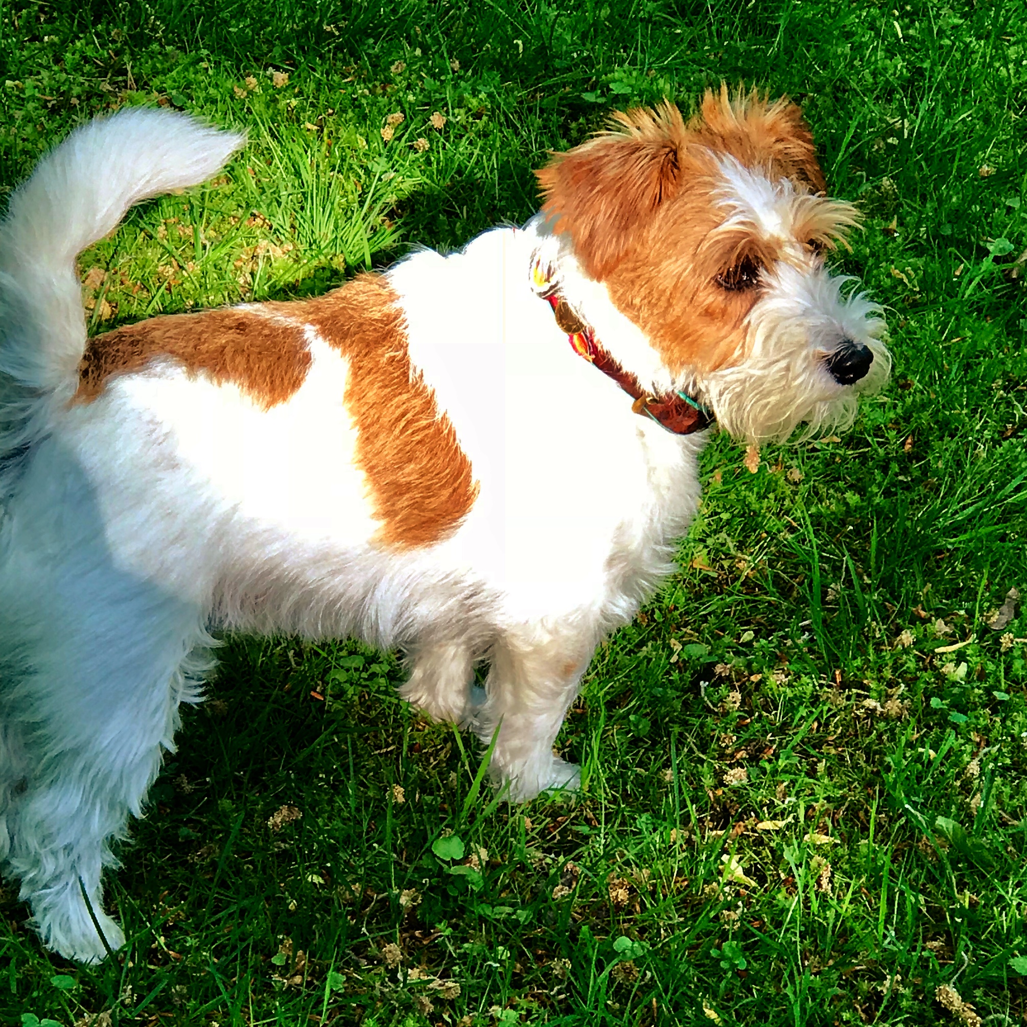 Rusty on the Green – RUSTY THE DOG