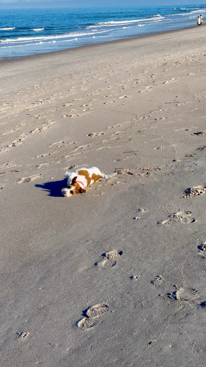 RUSTY THE DOG