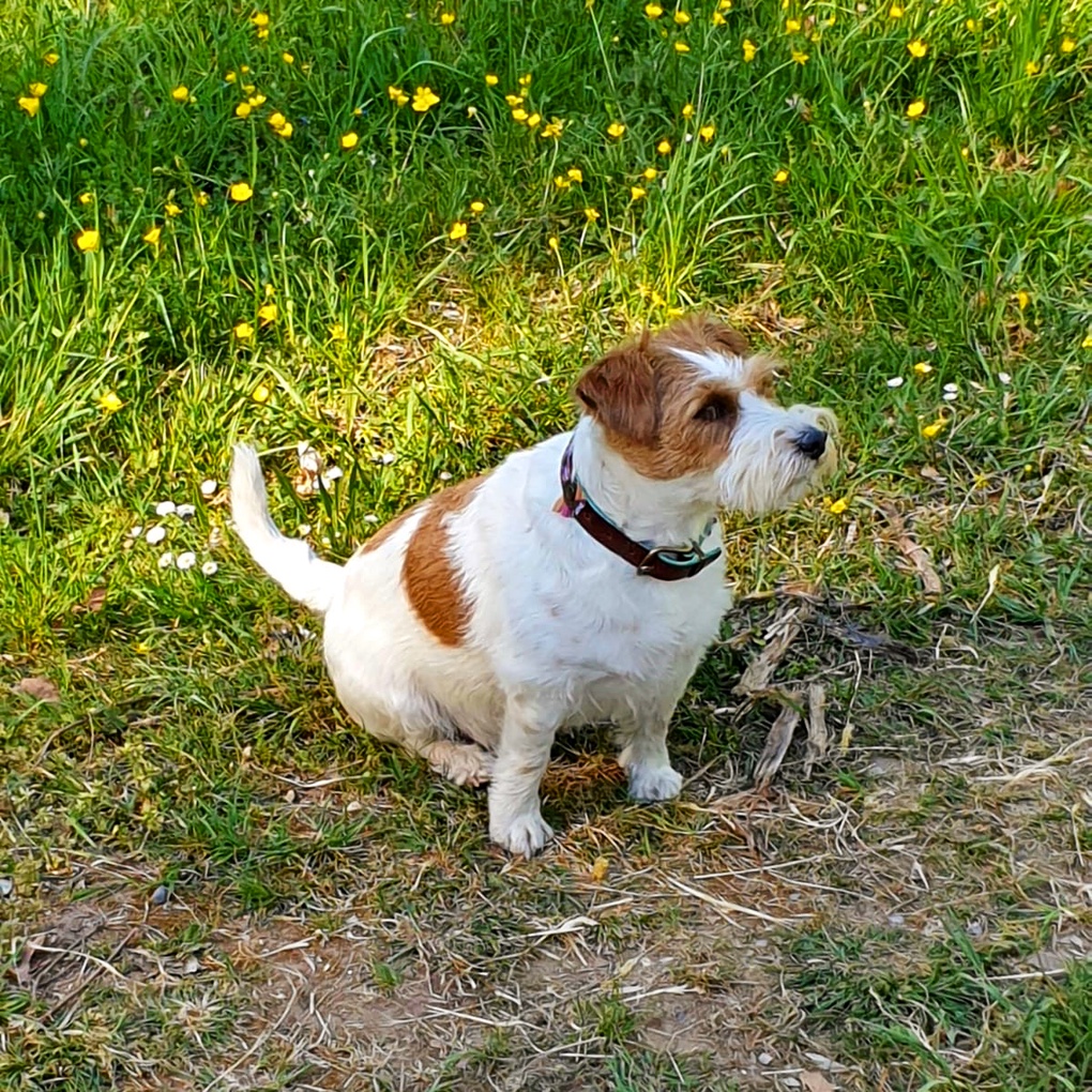 Have a Break – Slow Down with Rusty – RUSTY THE DOG